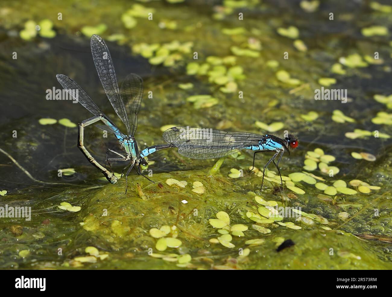 Small Red-eyed Damselfly (Erythromma viridulum) pair mating and ...