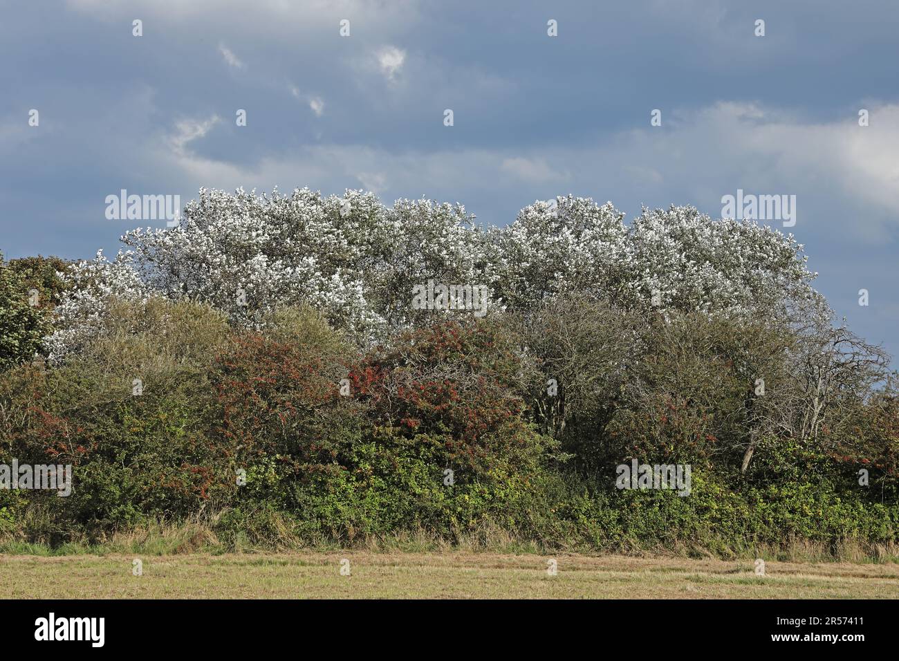White Poplar (Populus alba) trees blowing in the wind in woodland ...