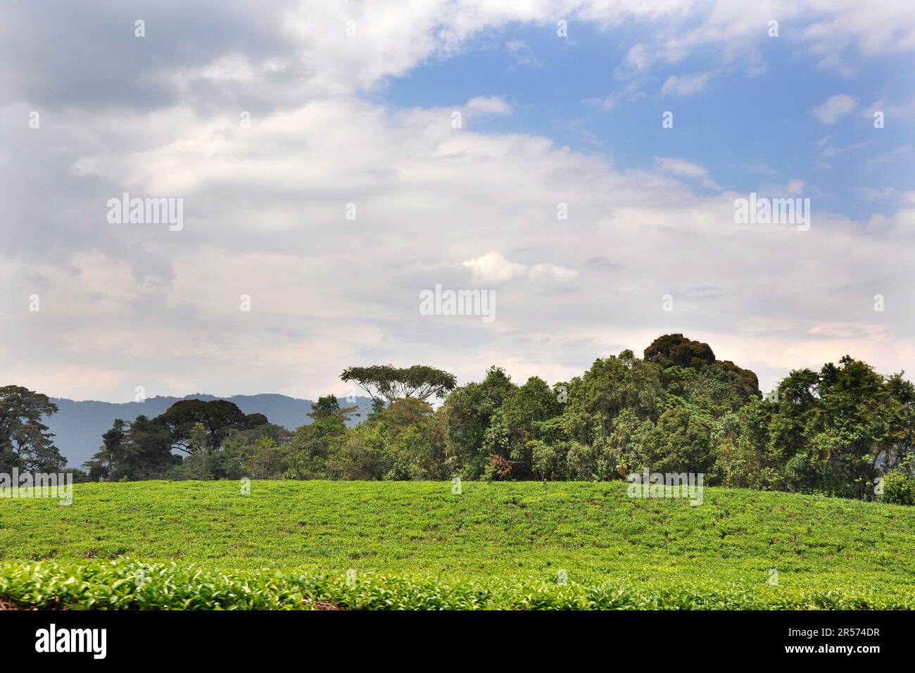 Nyungwe national park hi-res stock photography and images - Alamy