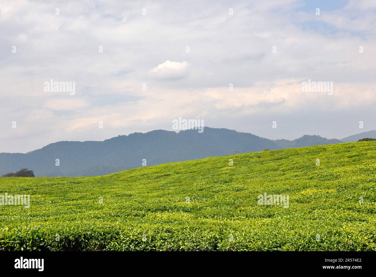 Rwanda. Nyungwe national park Stock Photo - Alamy