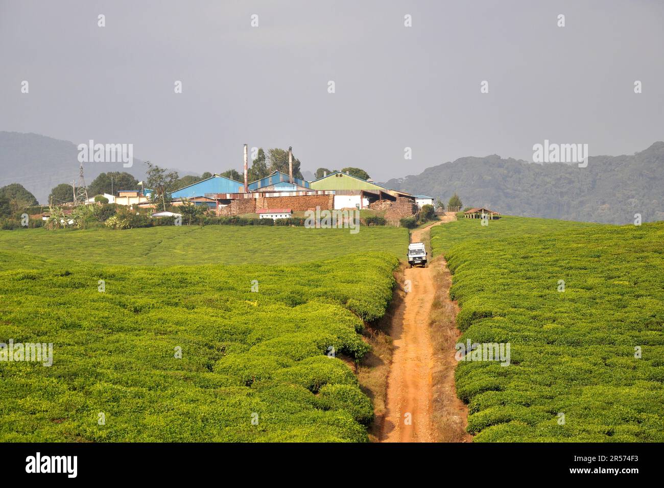 Rwanda. Tea Plantation Stock Photo - Alamy