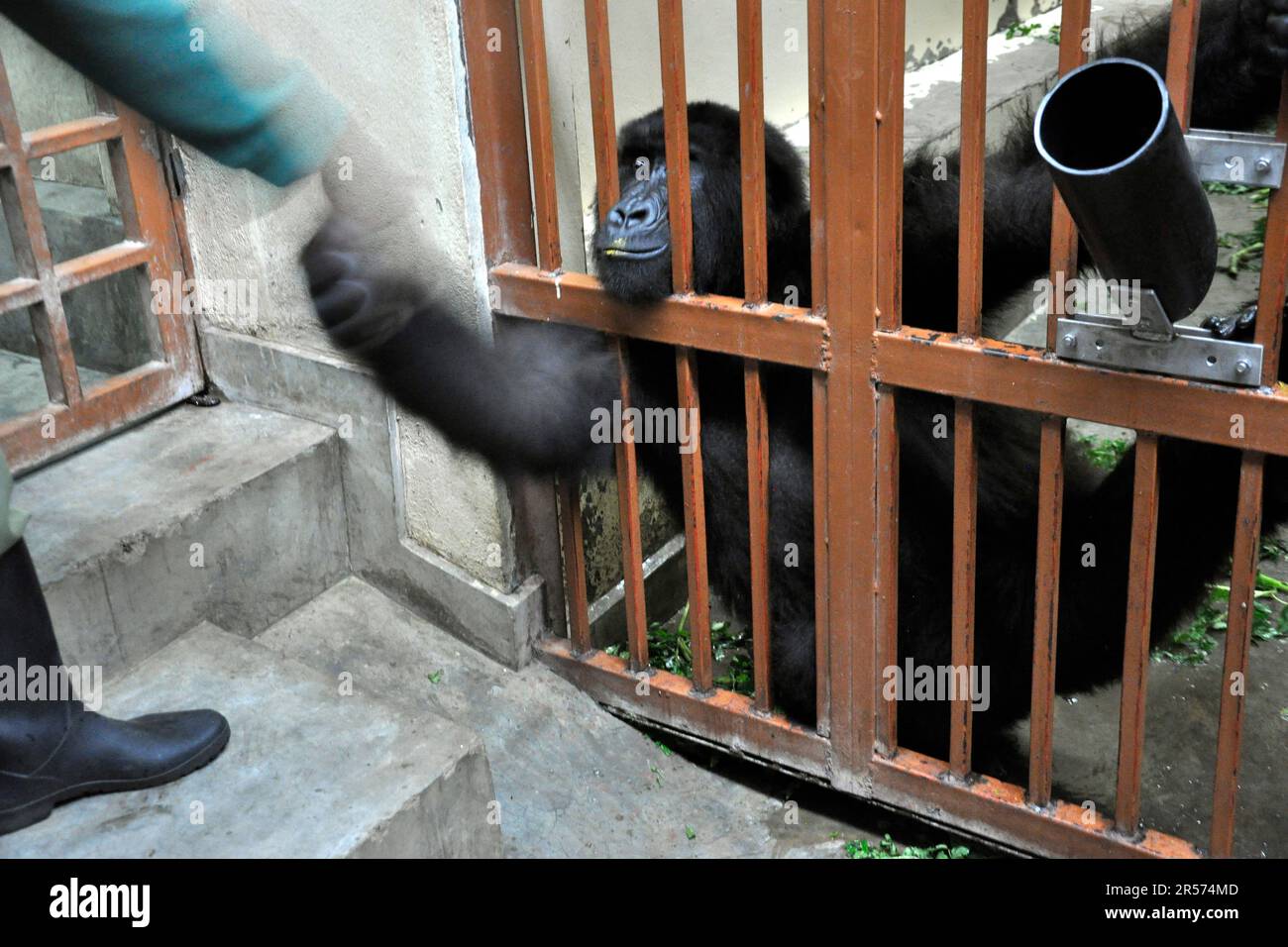 Virunga gorilla people hi-res stock photography and images - Alamy