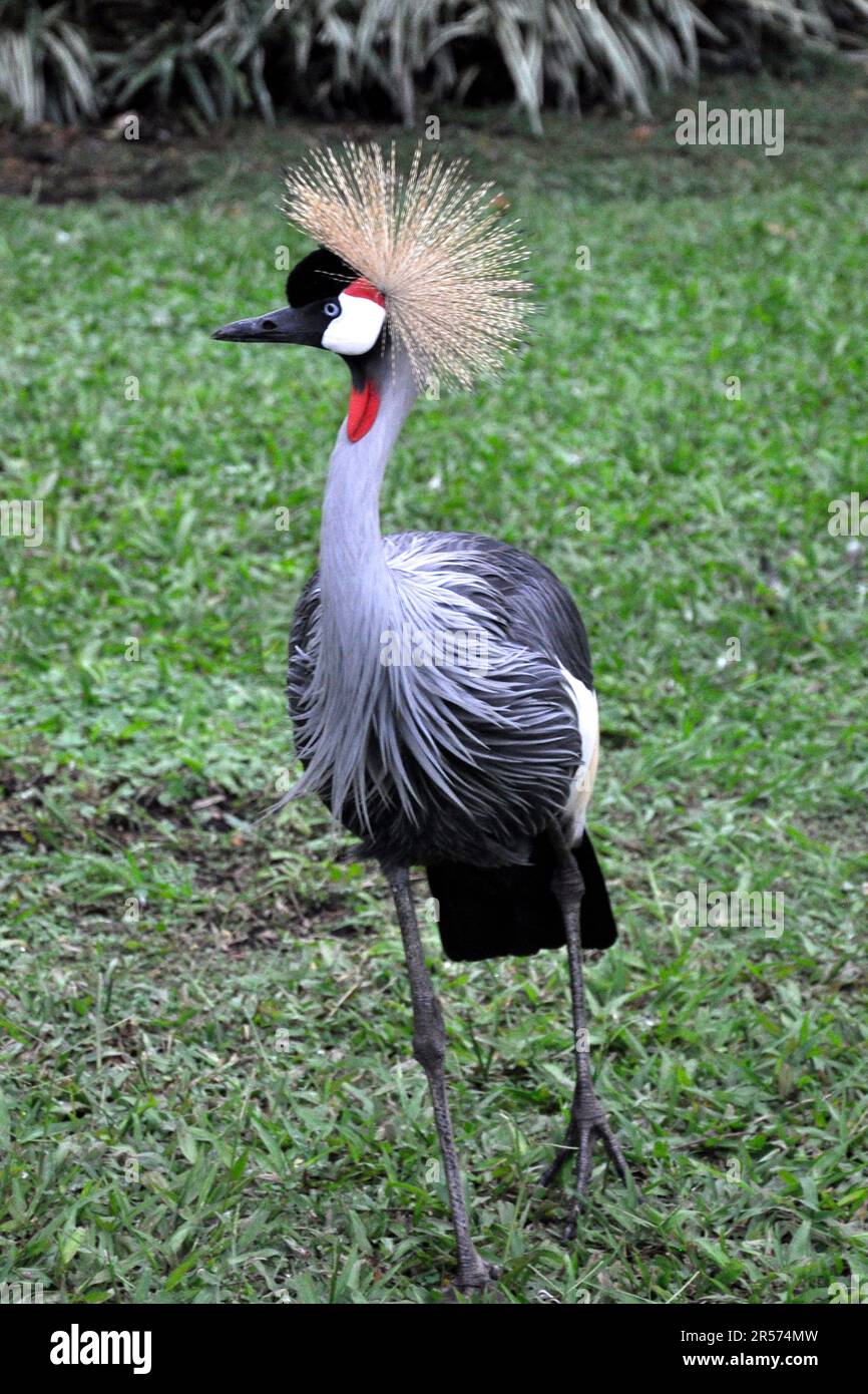 Congo bird hi-res stock photography and images - Alamy