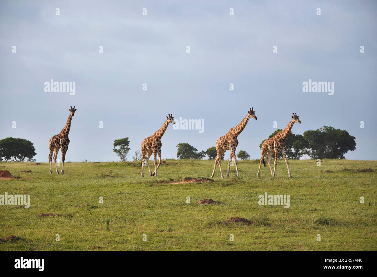 Uganda animals hi-res stock photography and images - Alamy