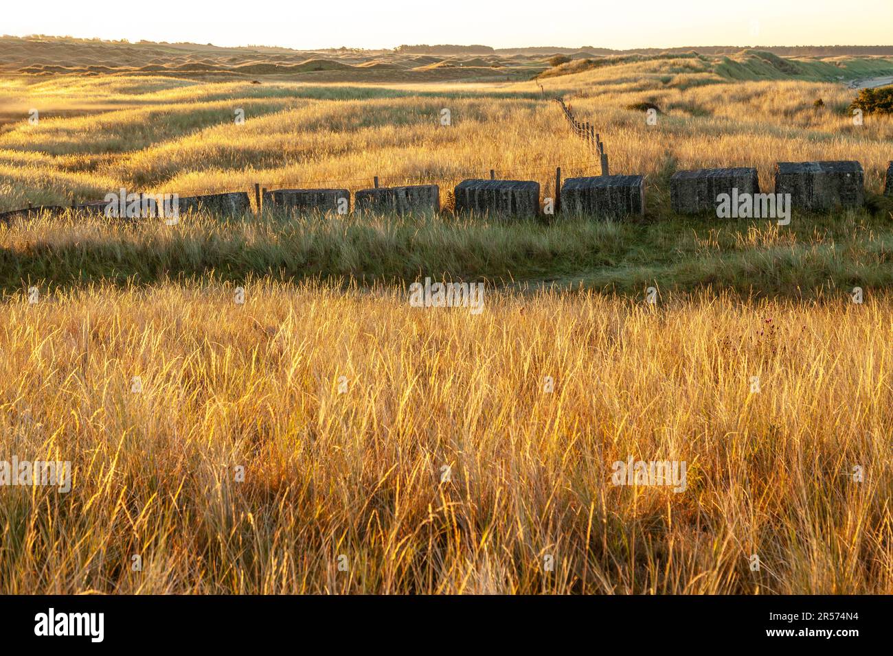 Sunrise at Scottish Wildlife Trust Dumbarnie links wildlife reserve ...