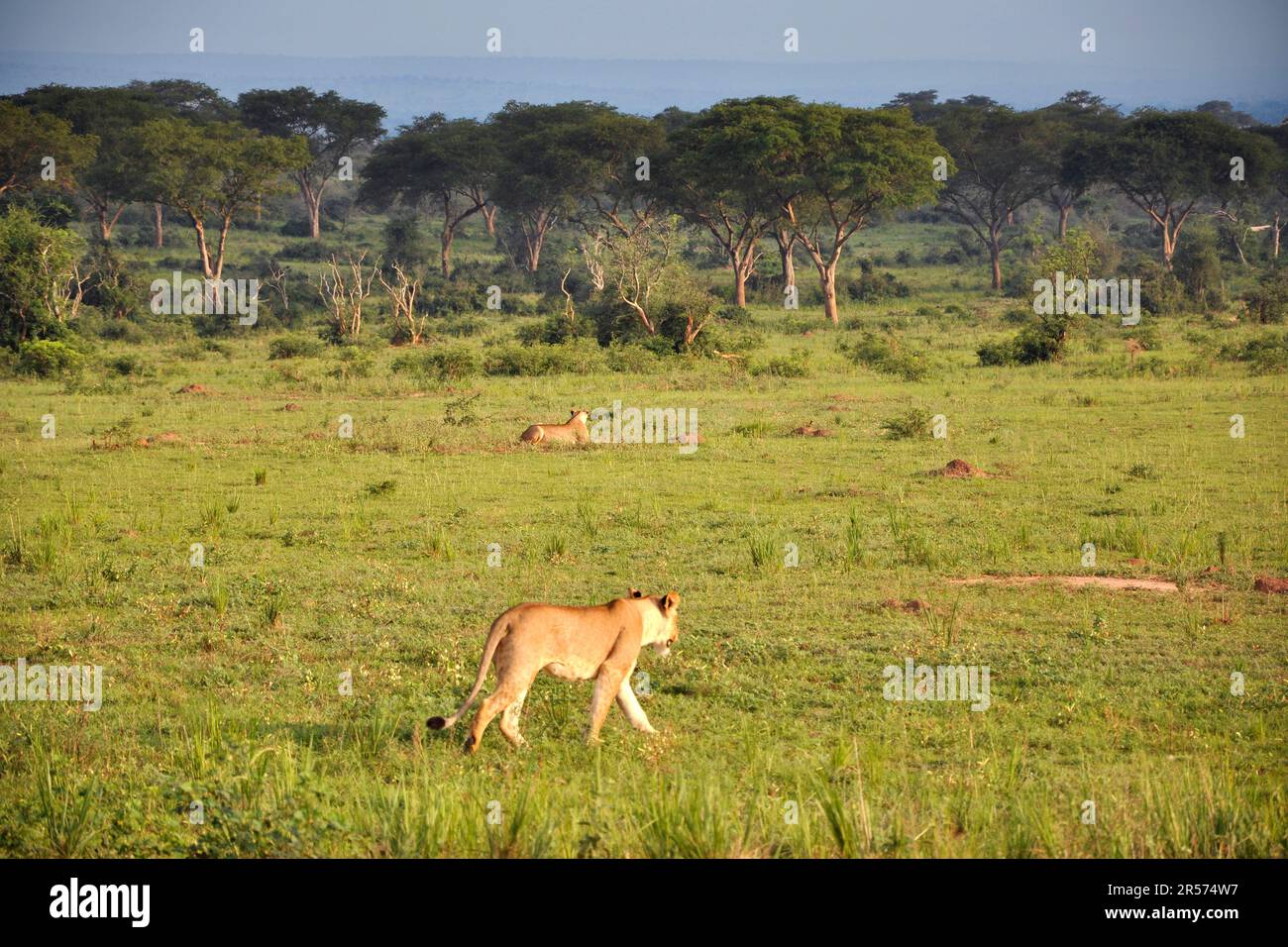 Uganda animals hi-res stock photography and images - Alamy