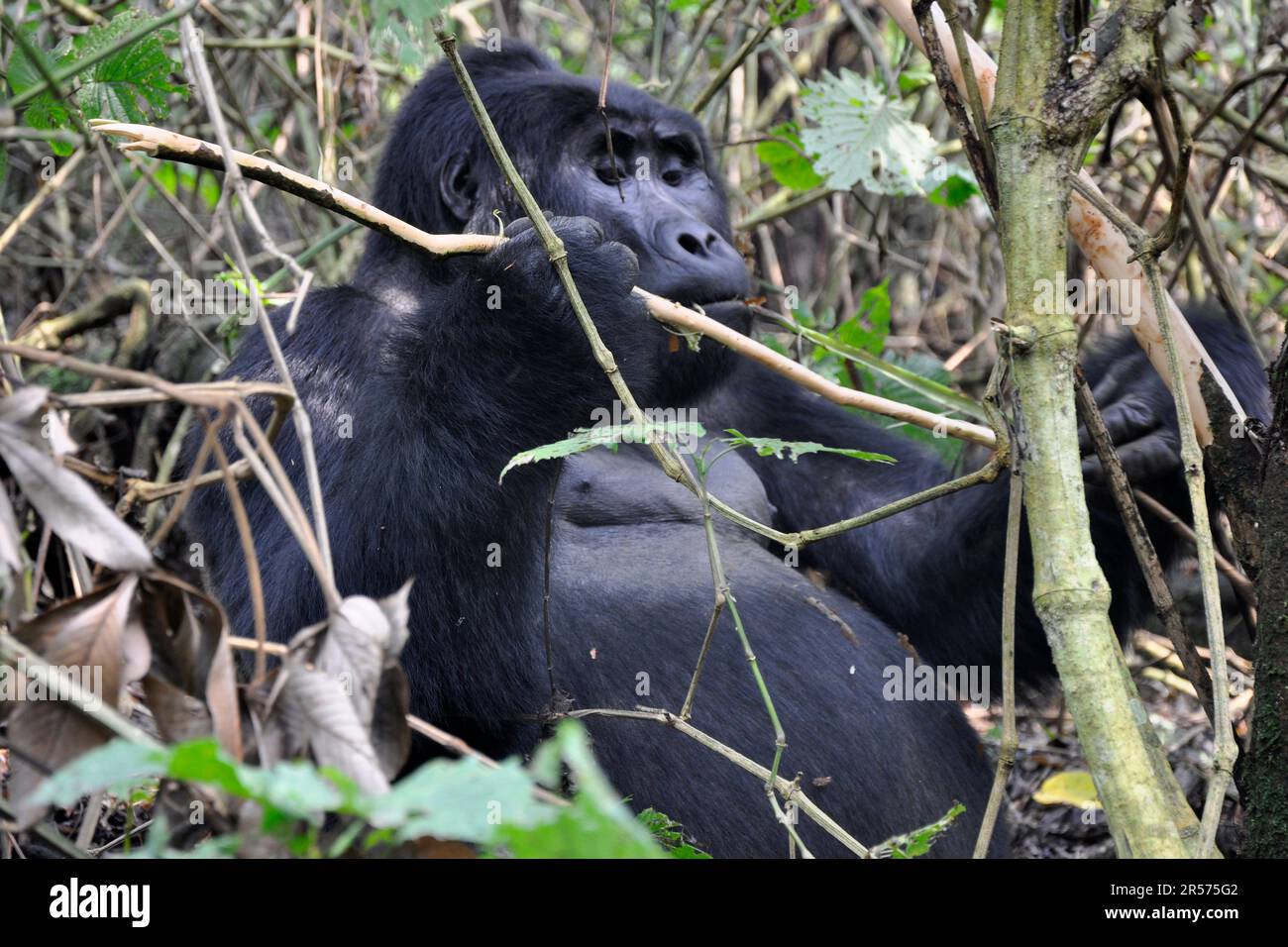 Uganda. National Park Stock Photo - Alamy