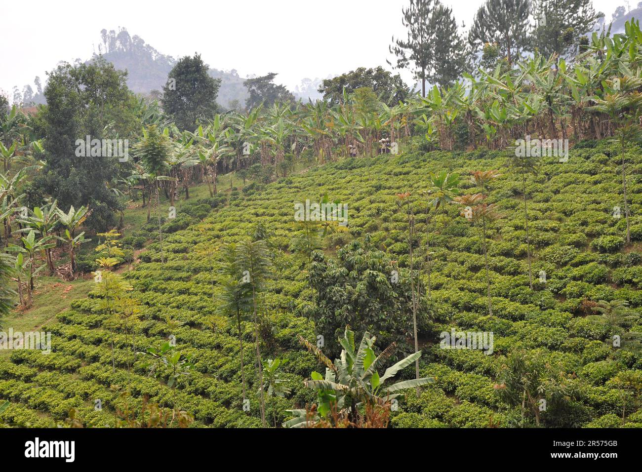 Uganda tea plantation hi-res stock photography and images - Alamy