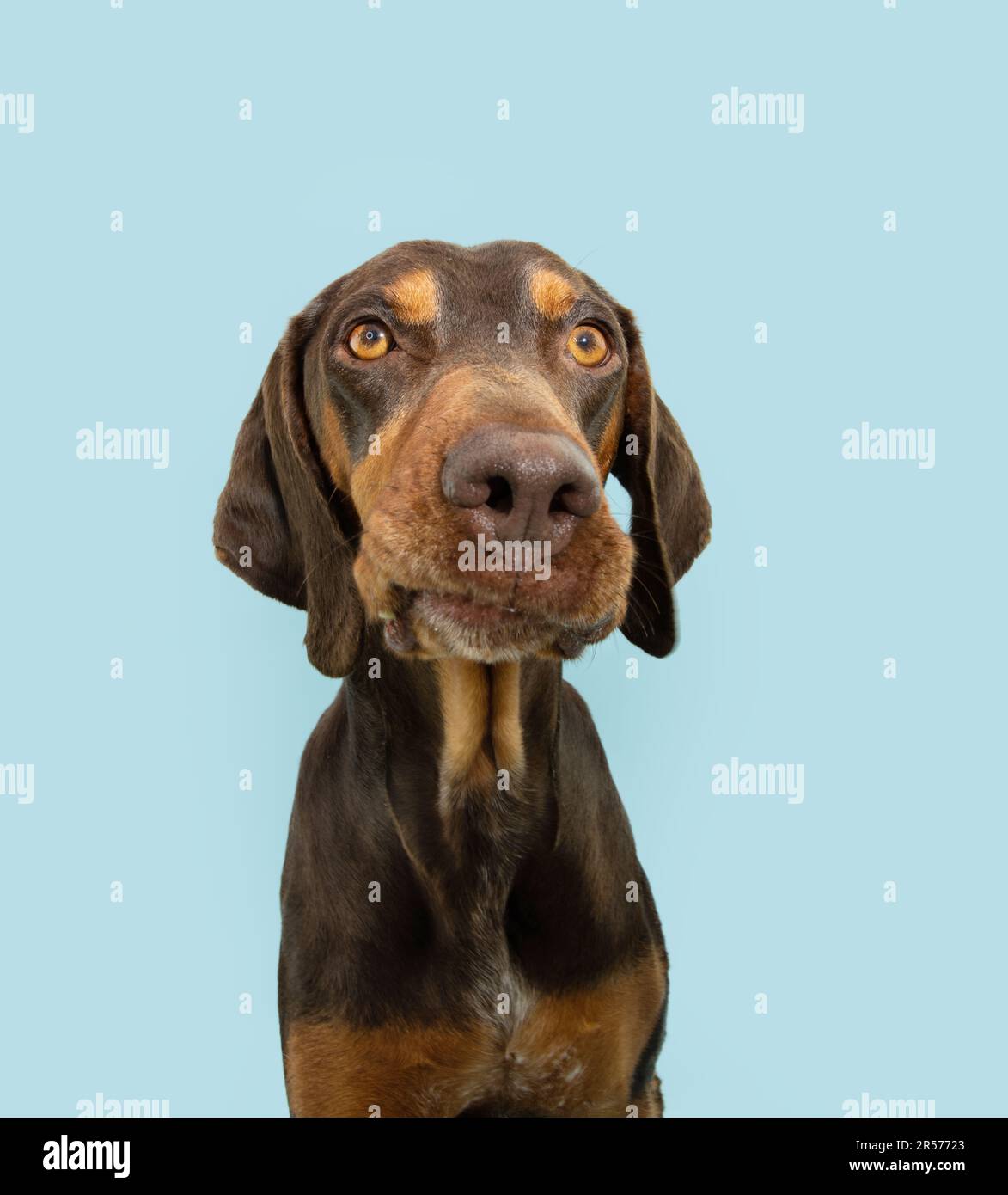 Portrait doberman pinscher mixed breed making an angry face. Isolated ...