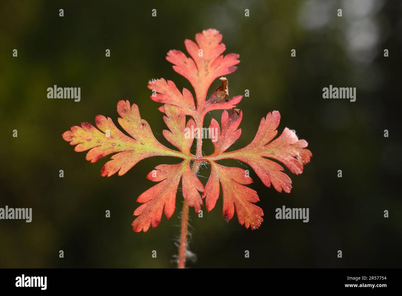 Red autumn colored cranesbill Geranium leaf outdoor Stock Photo - Alamy