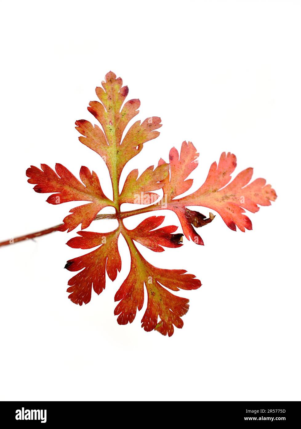 Red autumn colored cranesbill Geranium leaf on white background Stock ...