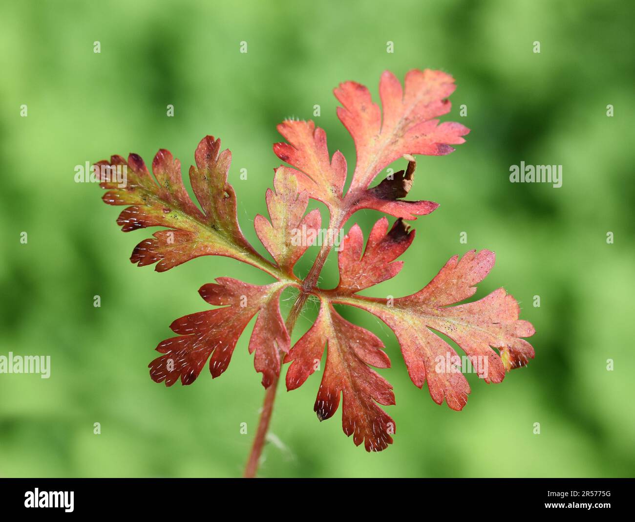 Red autumn colored cranesbill Geranium leaf outdoor Stock Photo - Alamy