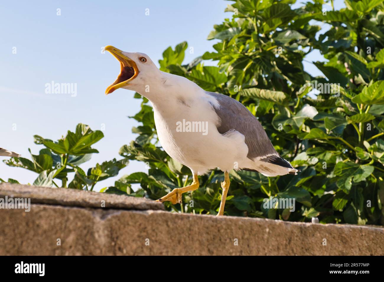 Loud seagull hi-res stock photography and images - Alamy