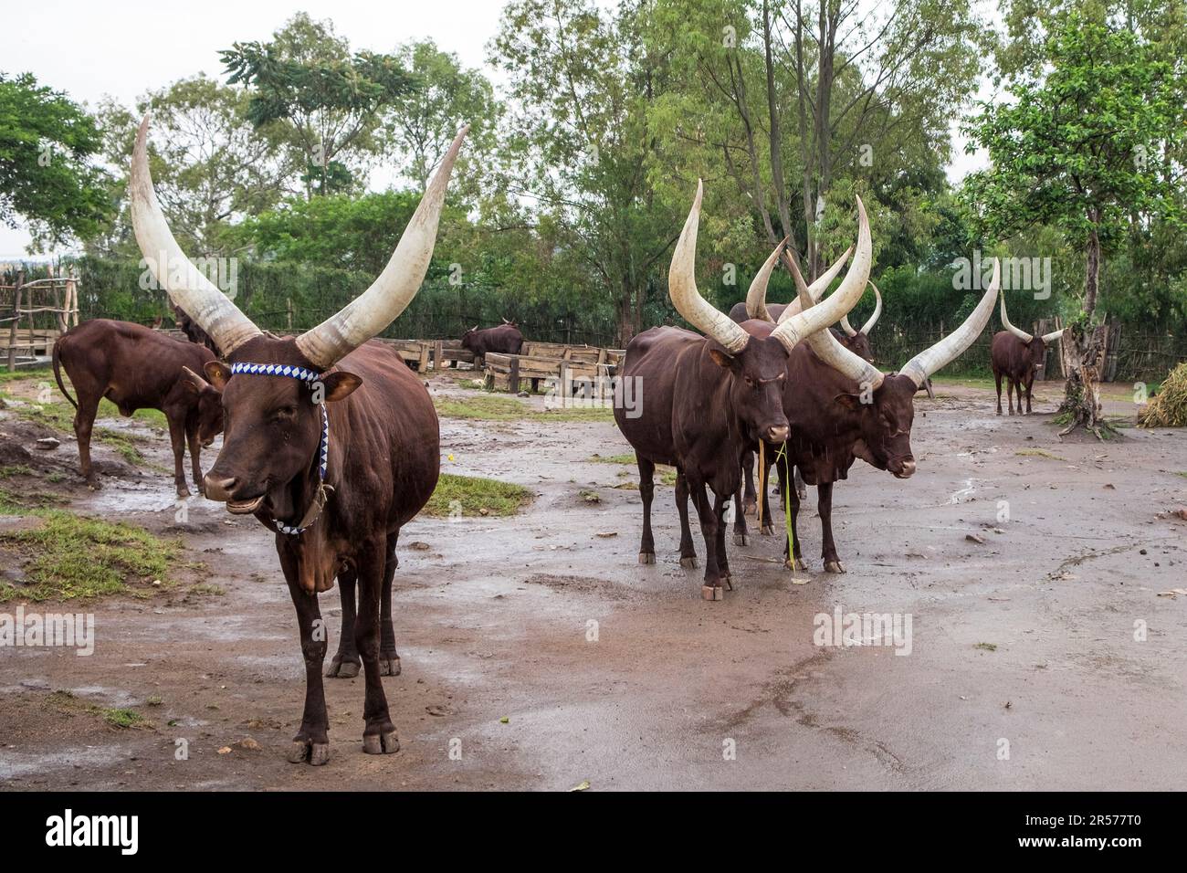 Nyanza hi-res stock photography and images - Alamy