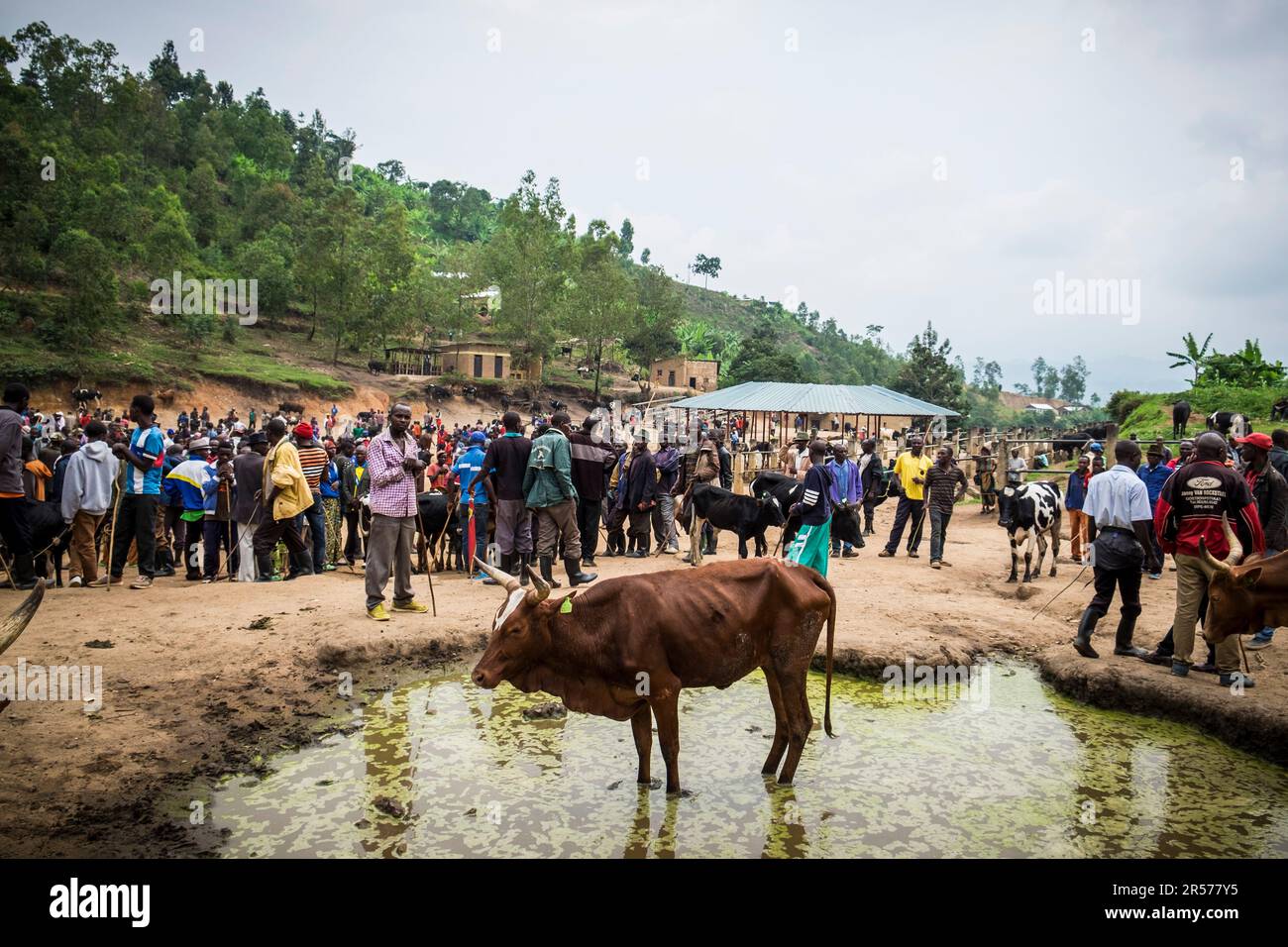 Rwanda. surrounding of Cyangugu. cows market Stock Photo - Alamy