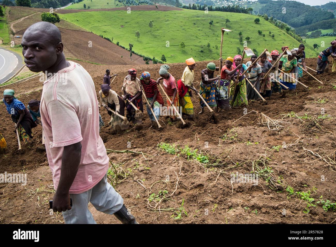 Rwanda. surrounding of Kibuye. peasants at work Stock Photo - Alamy