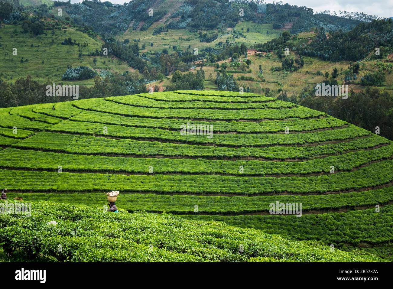 Rwanda. surrounding of Kibuye. tea coultivation. landscape Stock Photo ...