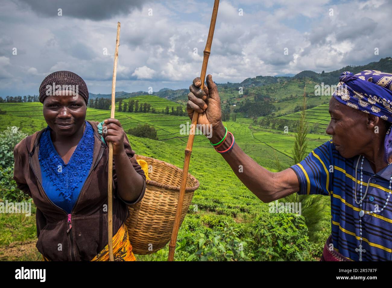 Rwanda. surrounding of Kibuye. tea coultivation. workers Stock Photo ...