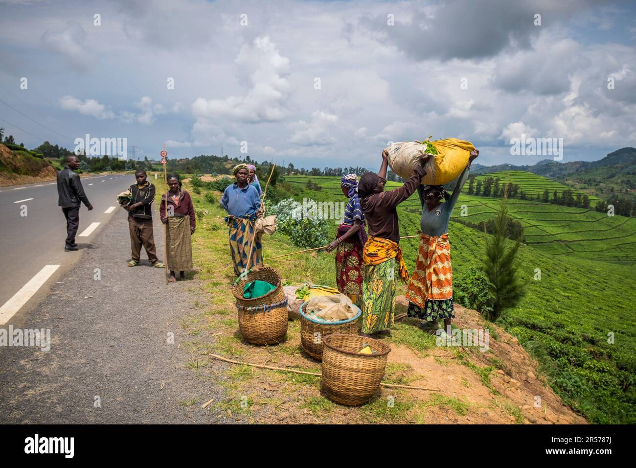 Rwanda. surrounding of Kibuye. tea coultivation. workers Stock Photo ...