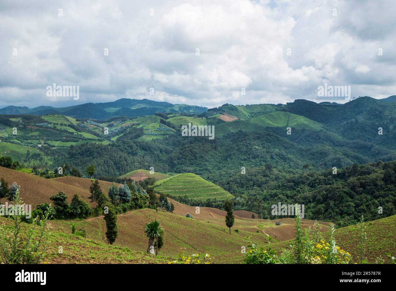Rwanda. surrounding of Kibuye. tea coultivation. landscape Stock Photo ...