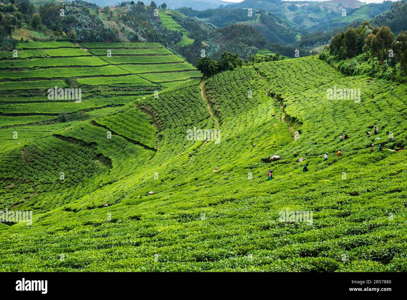 Rwanda. surrounding of Kibuye. tea coultivation. landscape Stock Photo ...