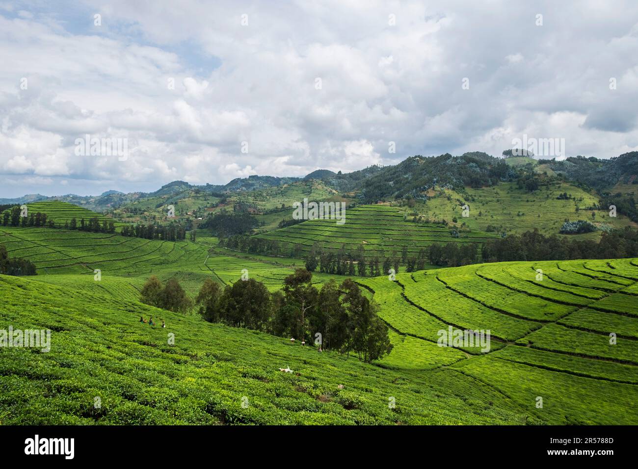 Rwanda. surrounding of Kibuye. tea coultivation. landscape Stock Photo ...