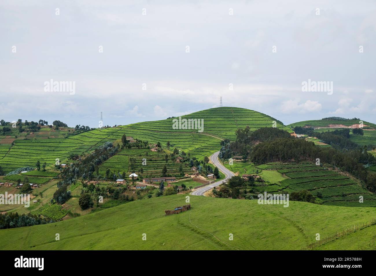 Rwanda. surrounding of Kibuye. tea coultivation. landscape Stock Photo ...