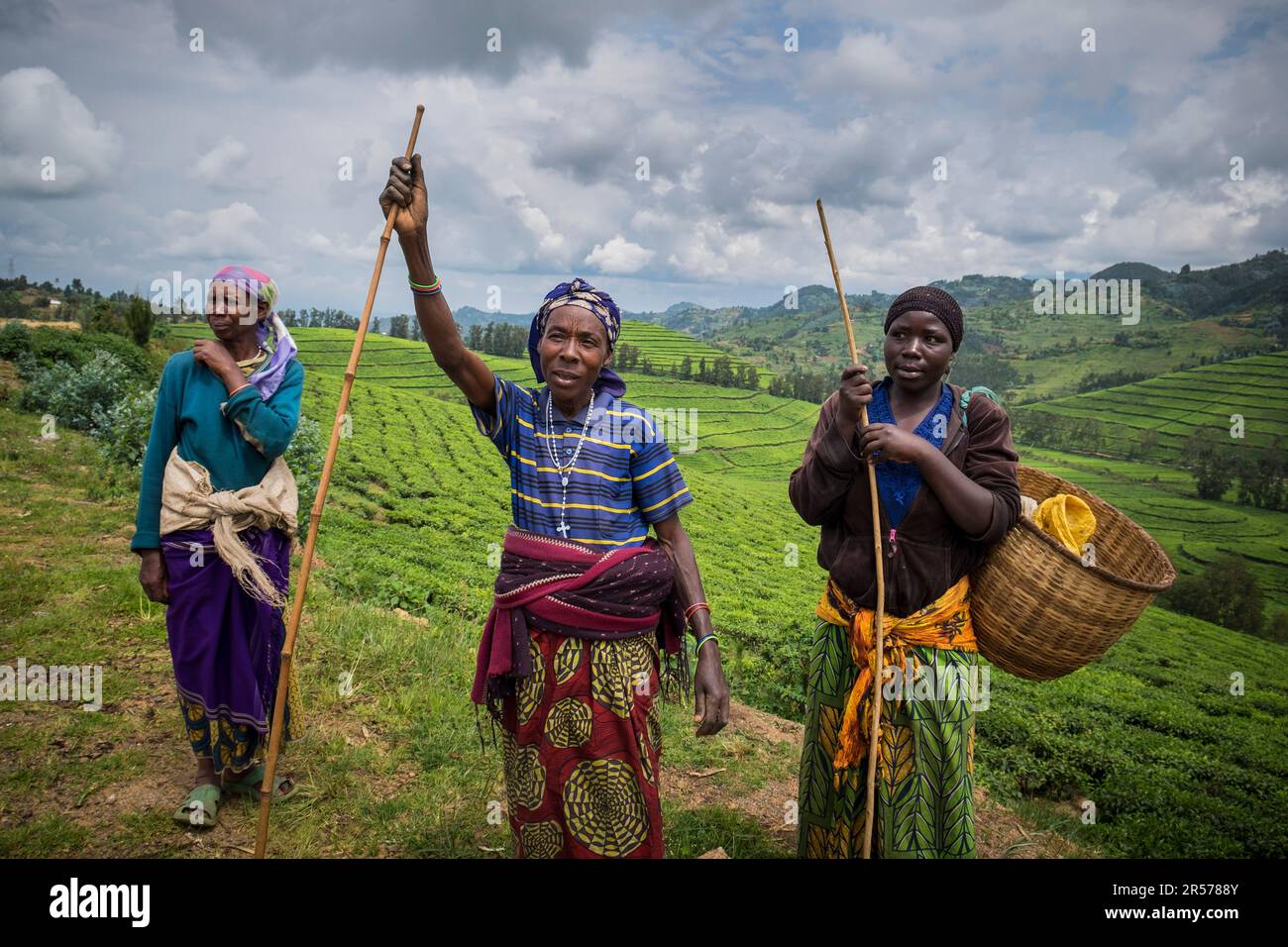 Rwanda. surrounding of Kibuye. tea coultivation. workers Stock Photo ...