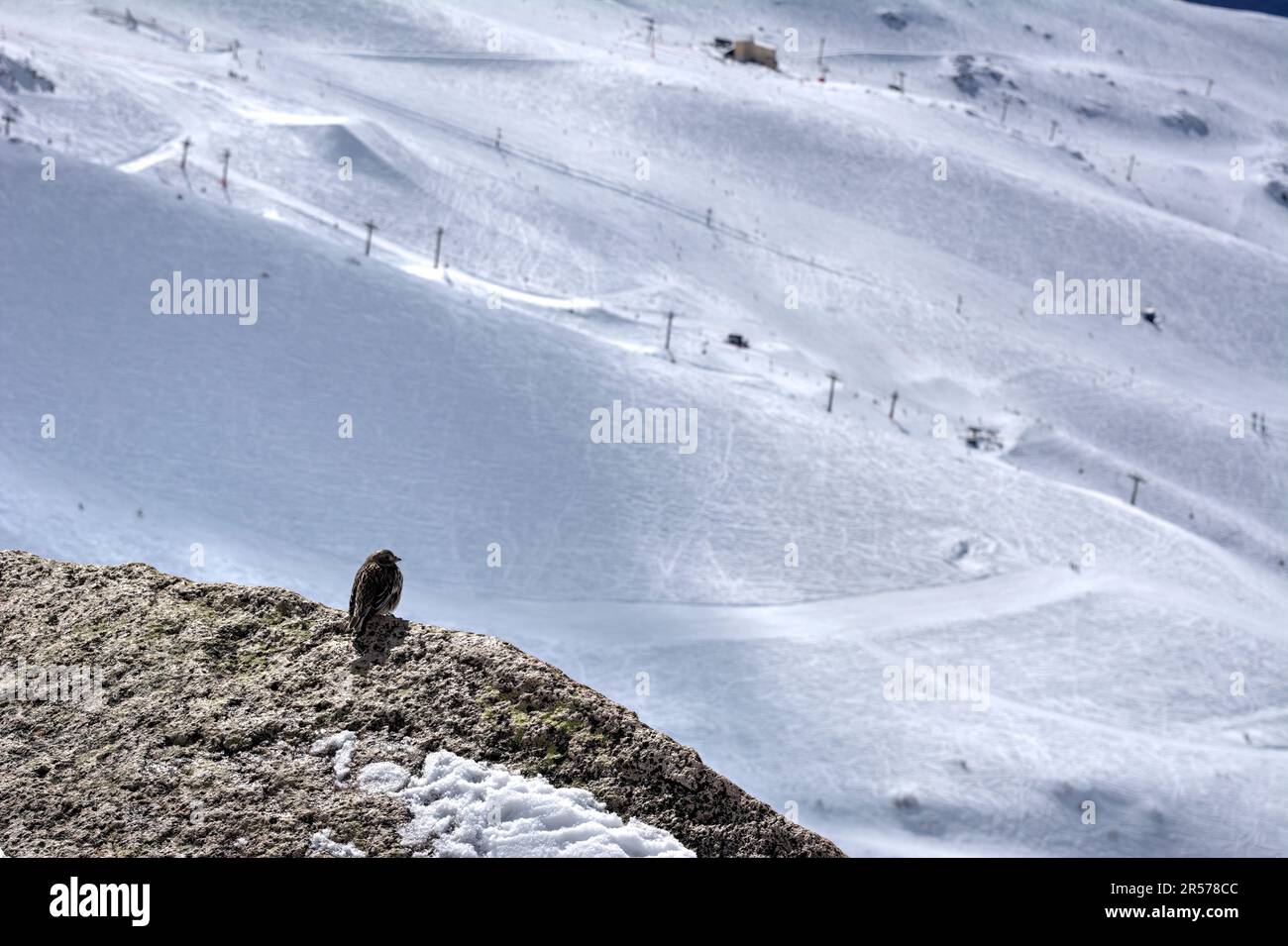 The bird looks at the snow-capped mountains with a ski resort in ...