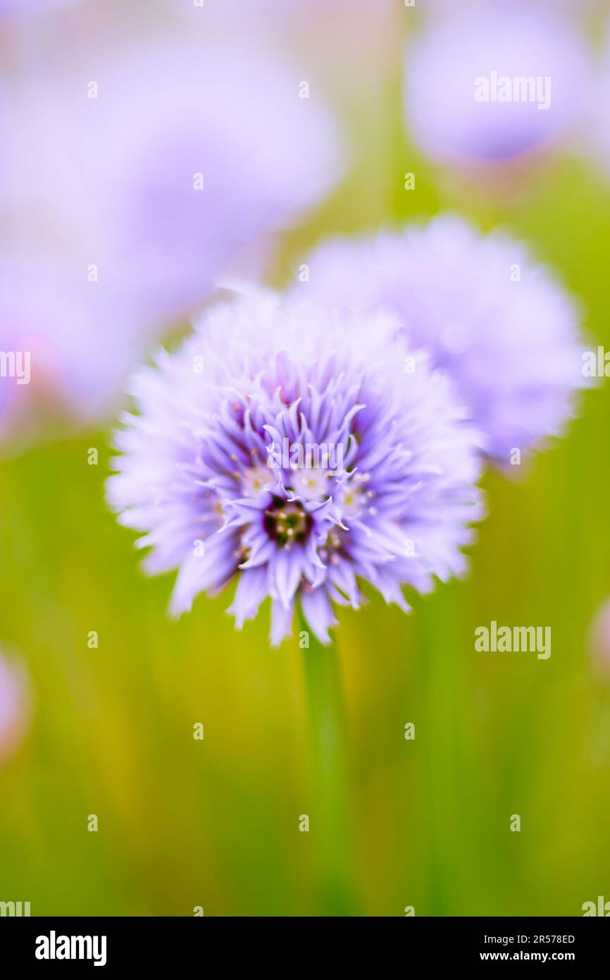 Petal chive hi-res stock photography and images - Alamy