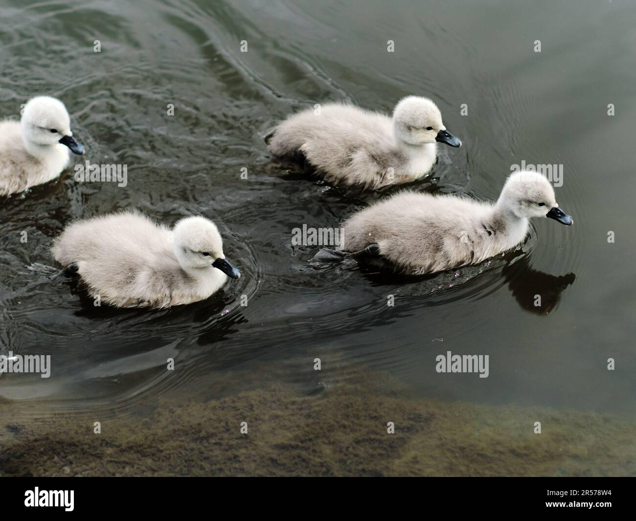 Flock of cute fluffy adorable beautiful little young swan chicks ...