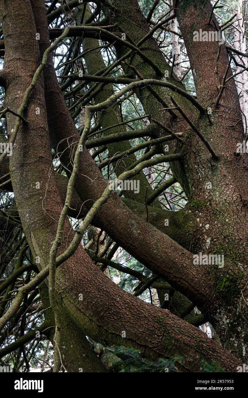 Pine symmetry hi-res stock photography and images - Alamy