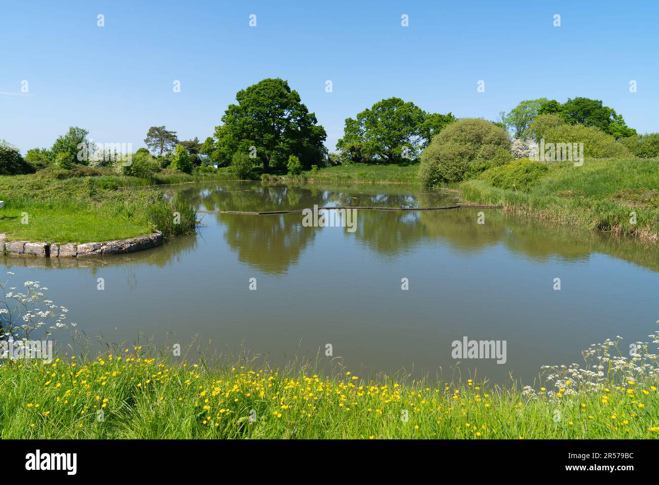 Pond by Caen Locks Devizes Kennet and Avon canal Wiltshire England UK ...