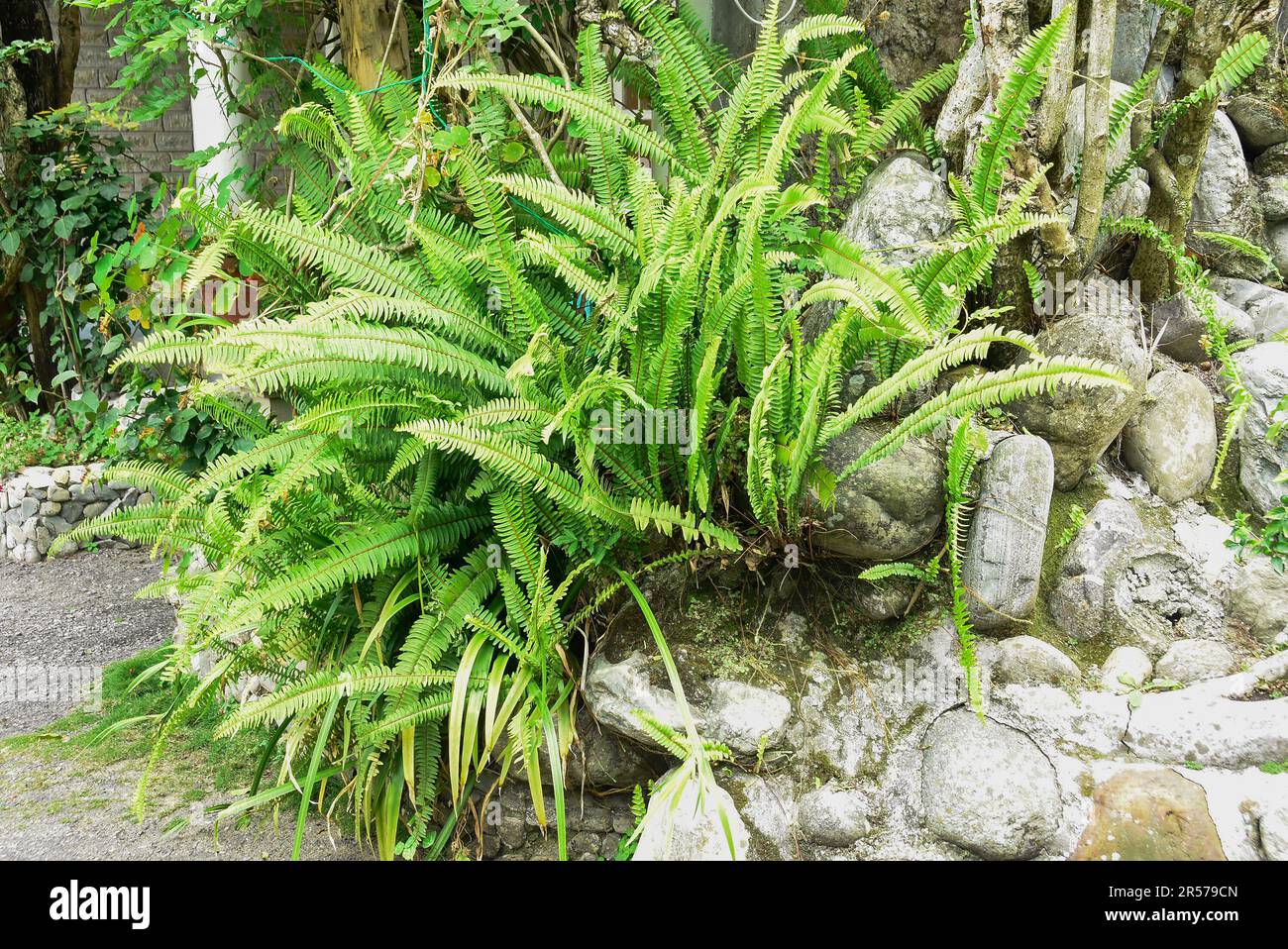Nephrolepis cordifolia. Commonly known as Tuberous sword fern, Boston ...