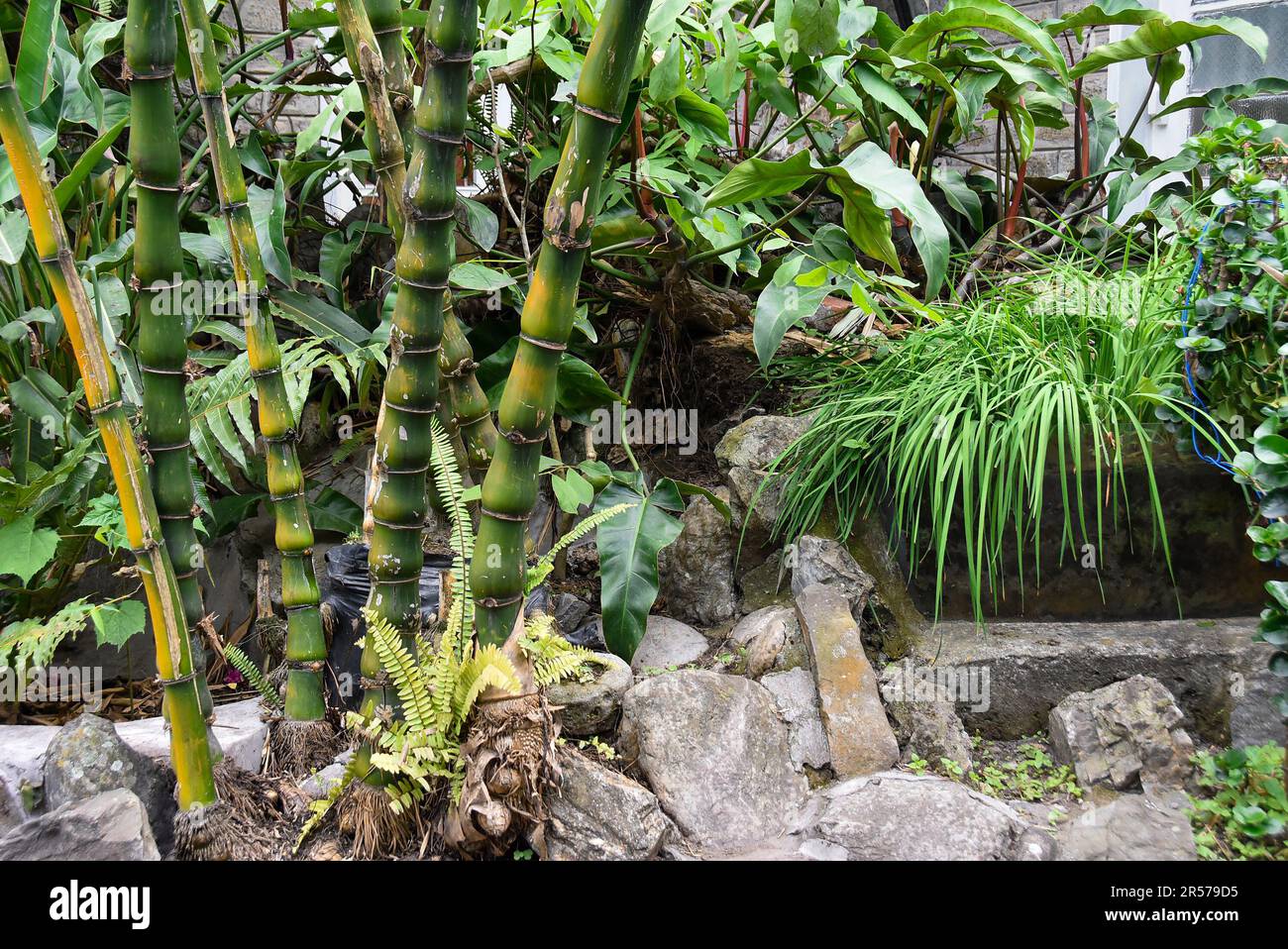 Bambusa ventricosa is a species of bamboo, known as Buddha Belly Bamboo ...