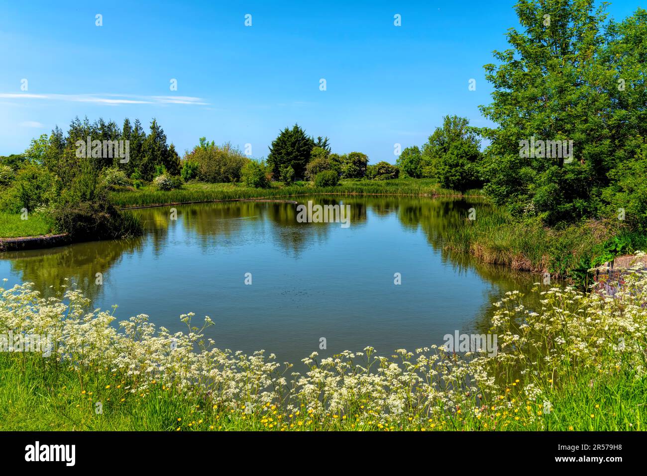 Pretty pond with blue sky and trees in summer Stock Photo - Alamy