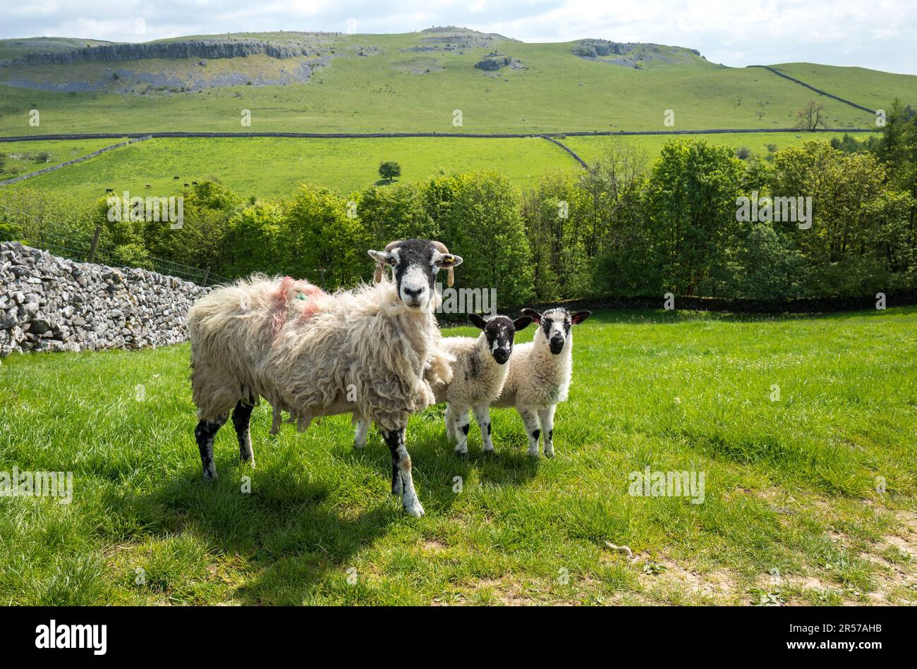 The Swaledale is a breed of domestic ewe with lambs sheep named after the Yorkshire valley of ...