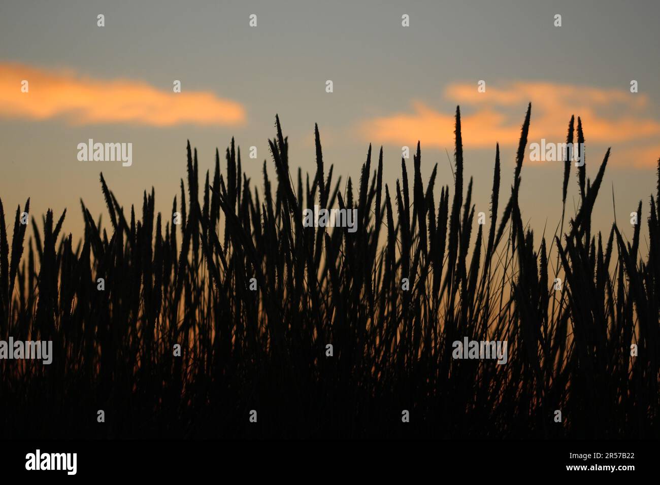 The beauty of Søndervig, Denmark Stock Photo - Alamy