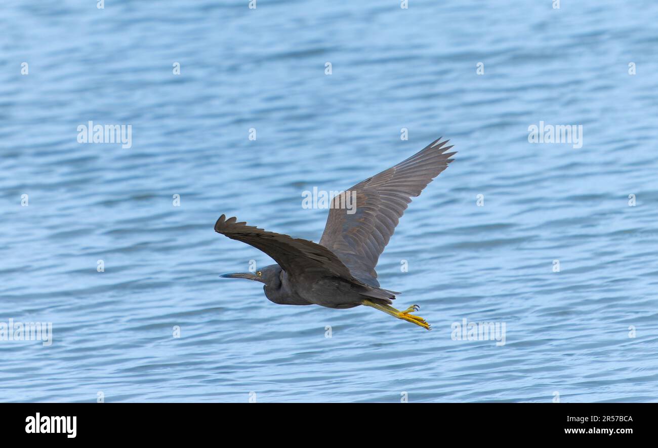 Pacific Reef heron in flight over water Stock Photo - Alamy