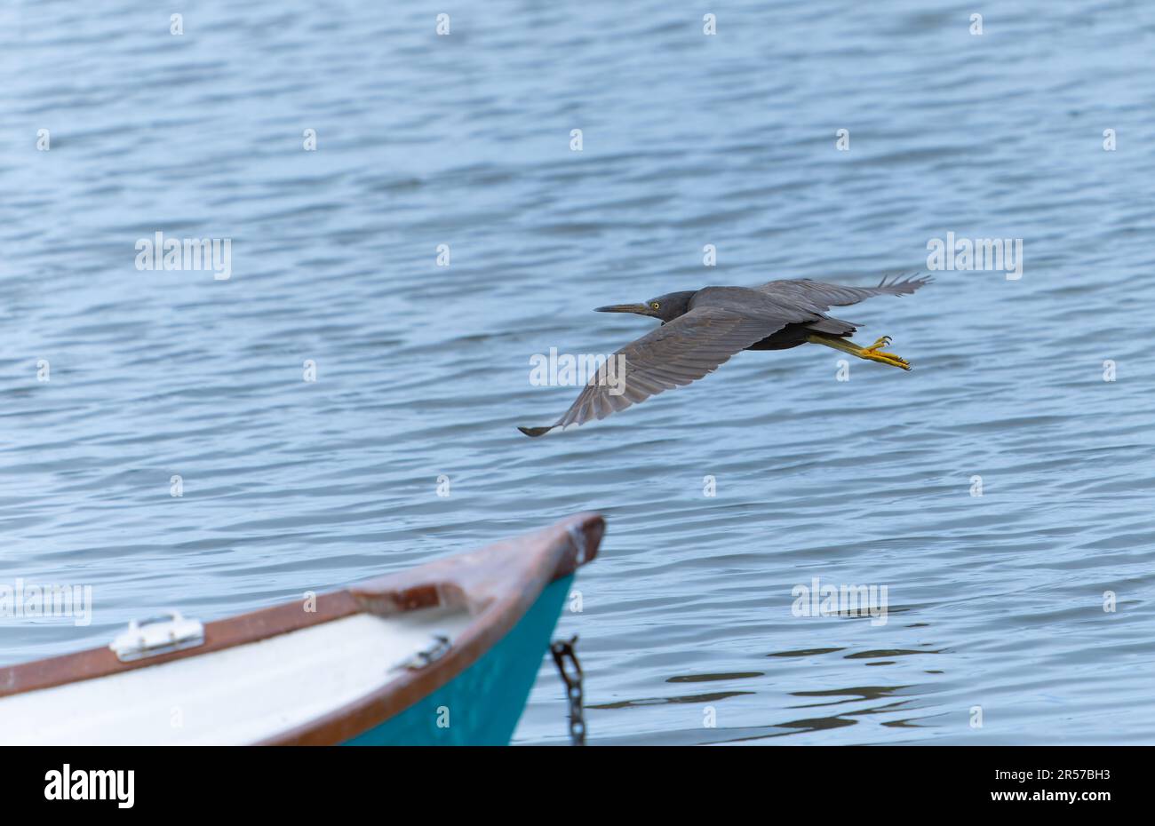 Pacific Reef heron in flight over water Stock Photo - Alamy