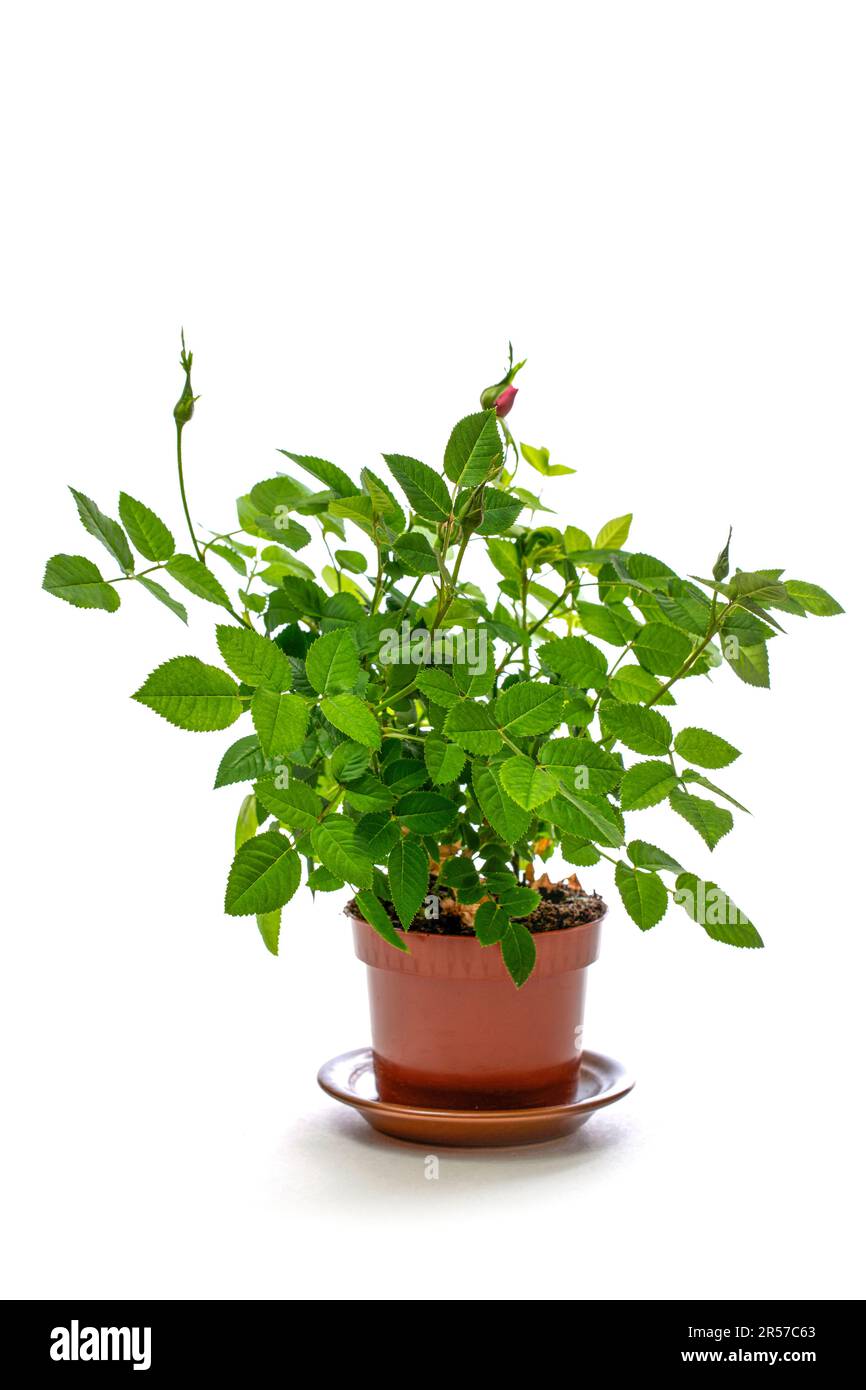 Indoor rose bush in a pot on a white background Stock Photo - Alamy