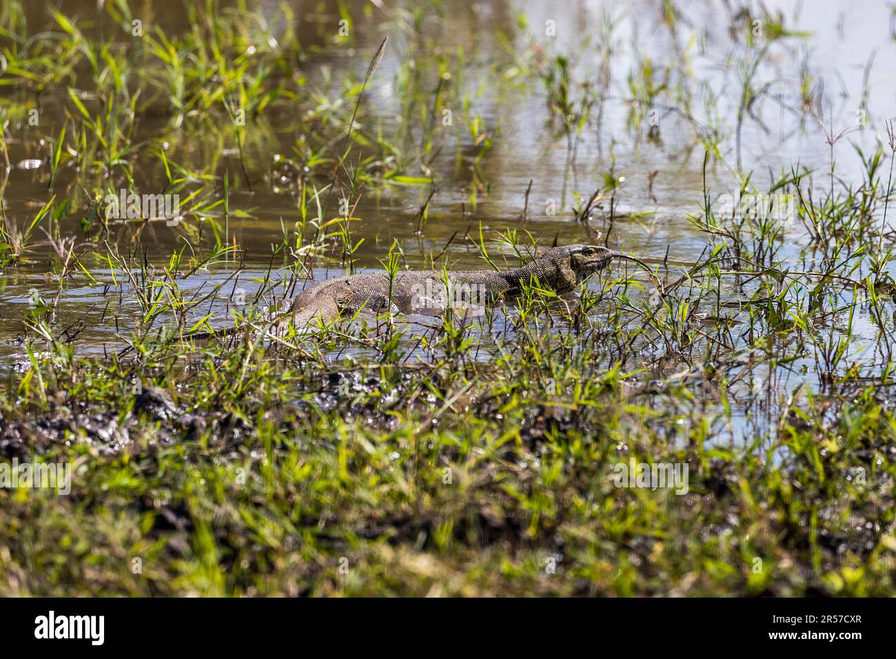 Malawi lilongwe river hi-res stock photography and images - Alamy