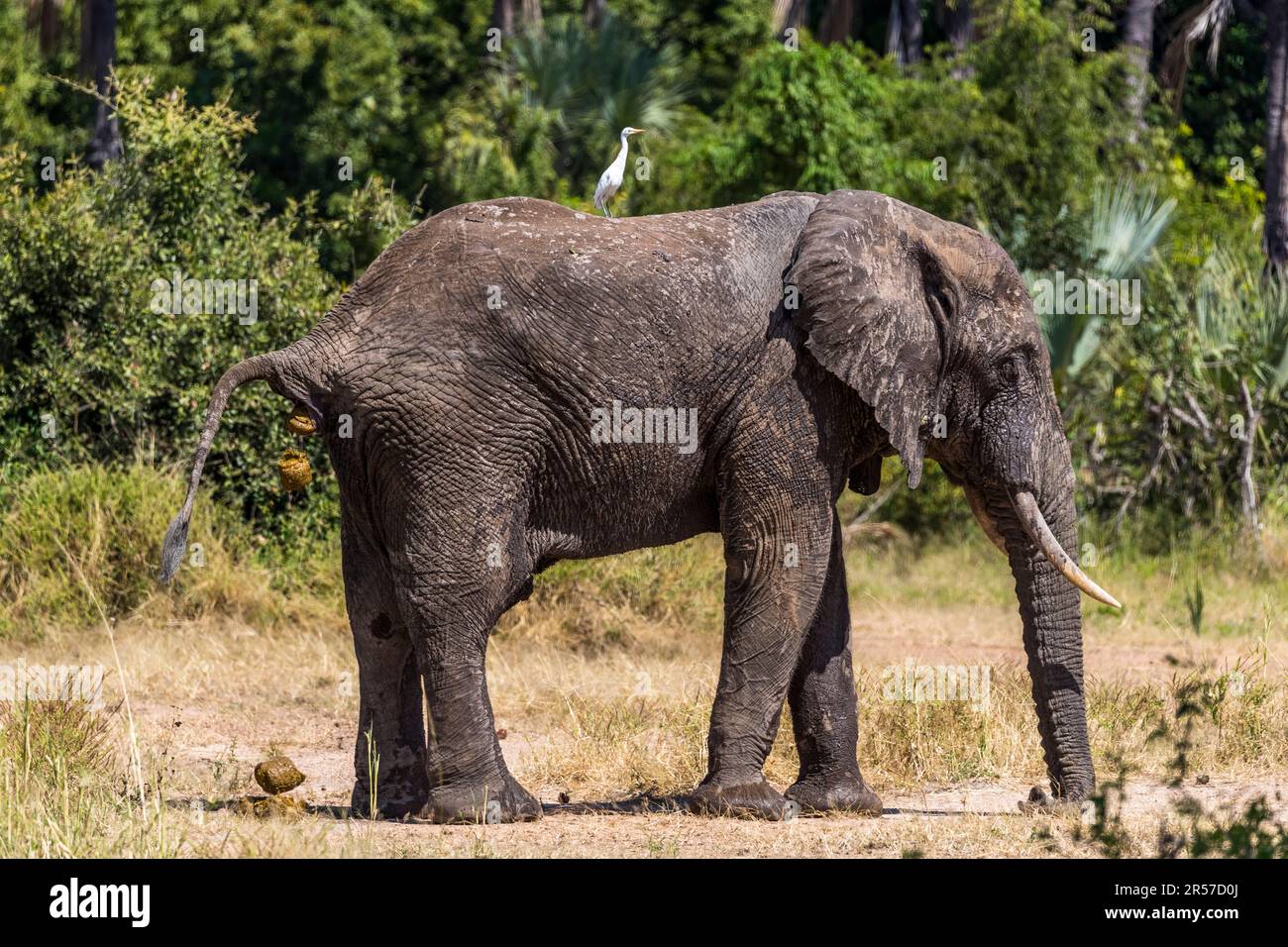 Malawi lilongwe river hi-res stock photography and images - Alamy