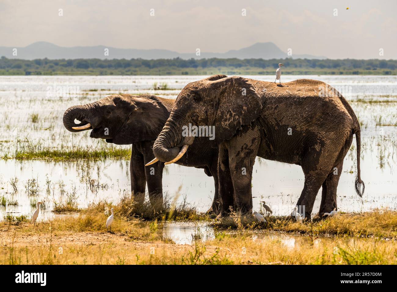 Elephants at Shire River of Malawi's Liwonde National Park. Two ...