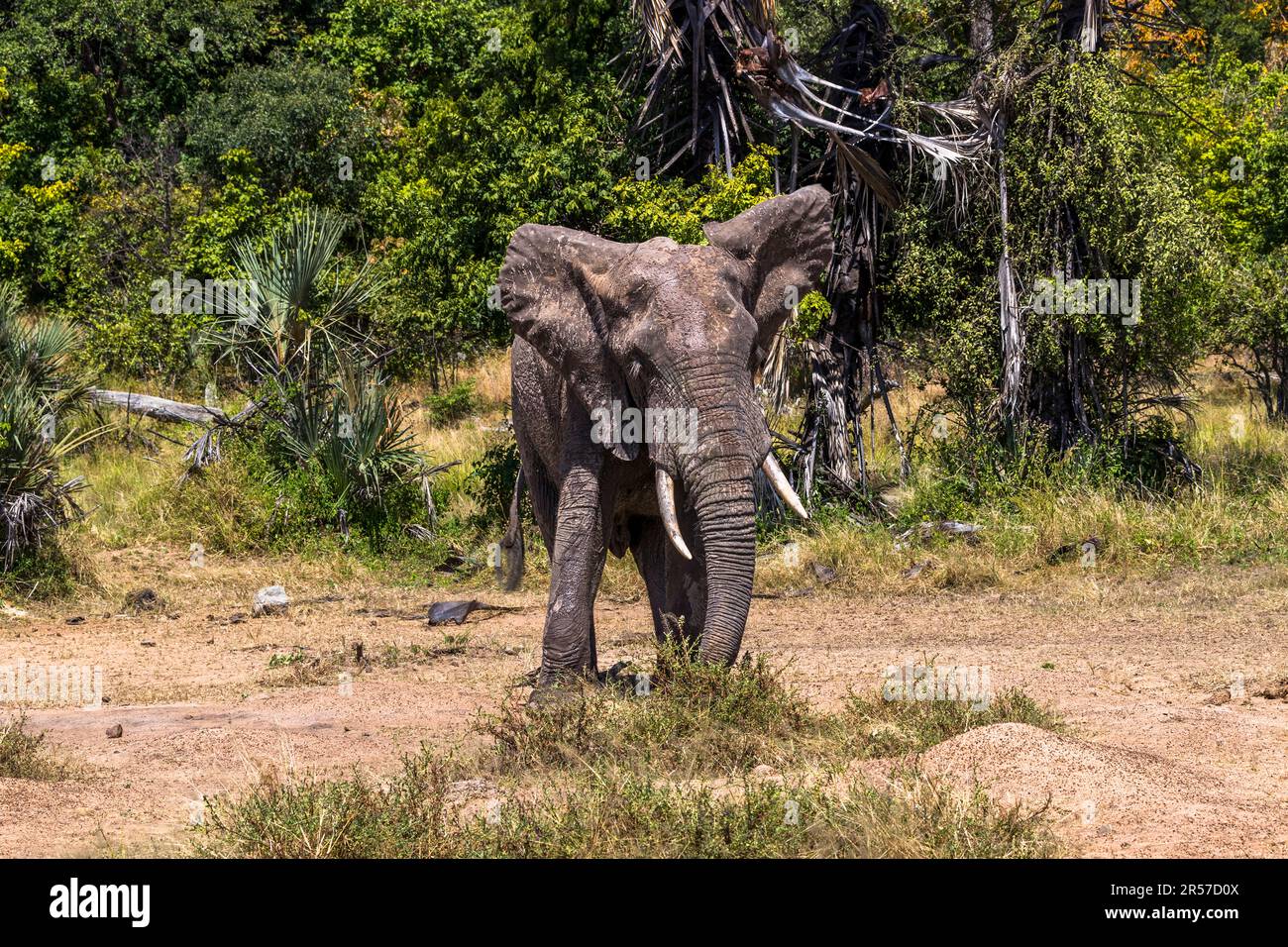 Elephants at Shire River of Malawi's Liwonde National Park. An elephant ...