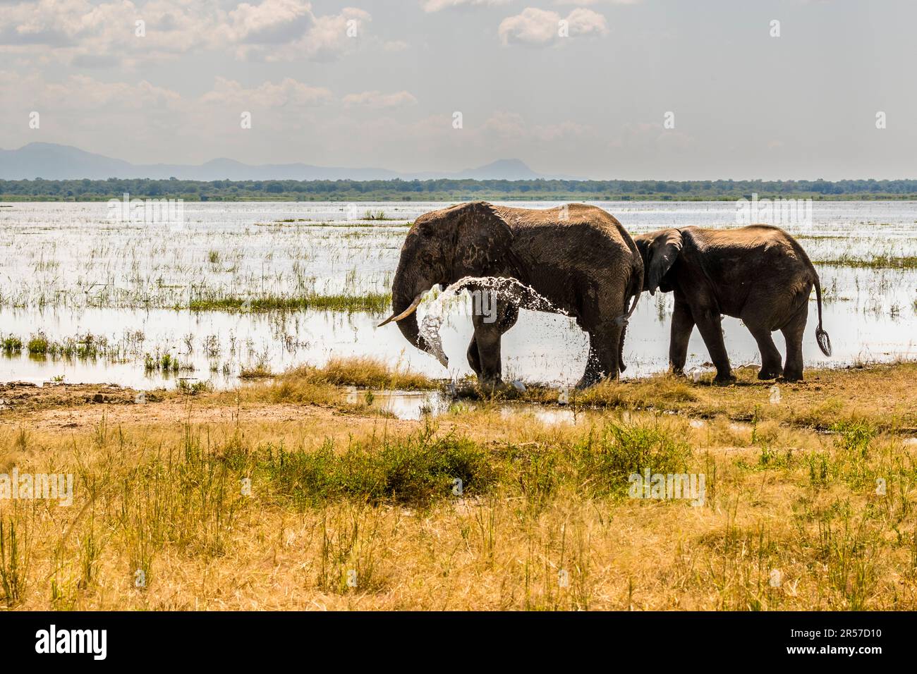 Elephants at Shire River of Malawi's Liwonde National Park Stock Photo ...