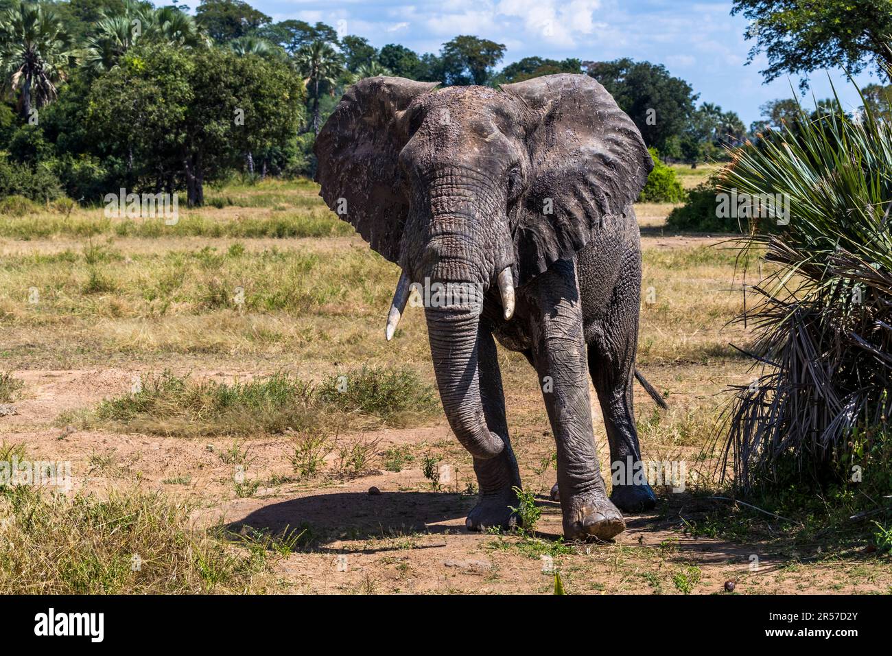 Elephants at Shire River of Malawi's Liwonde National Park Stock Photo ...