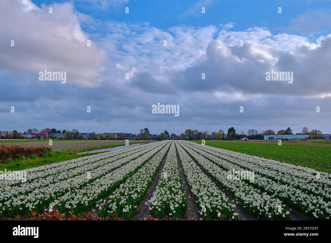 Endless rows of white Narcissus flowers in the Dutch bulb fields ...
