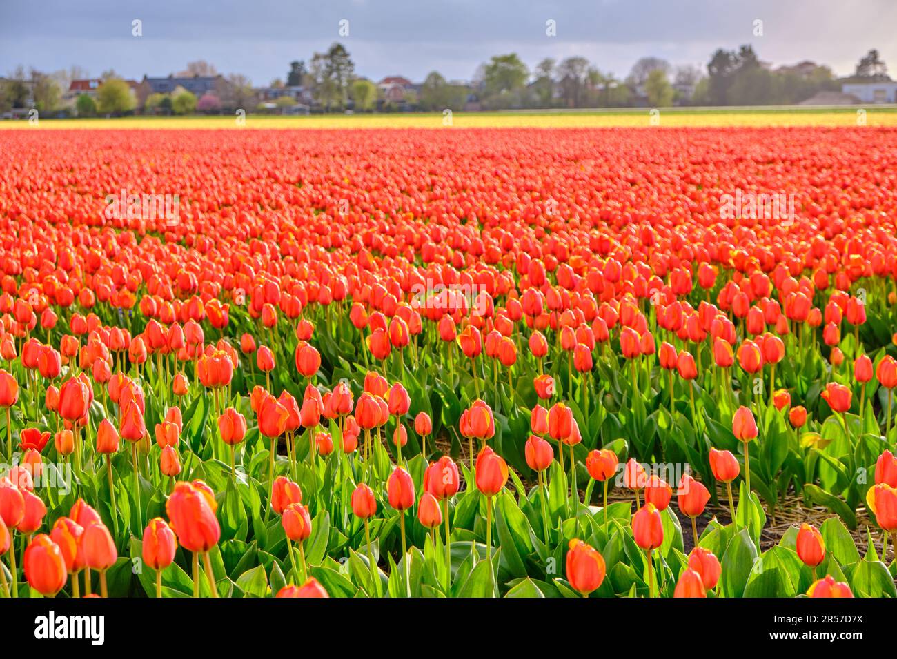 Endless rows of red tulips in the Dutch bulb fields. Spring time in ...