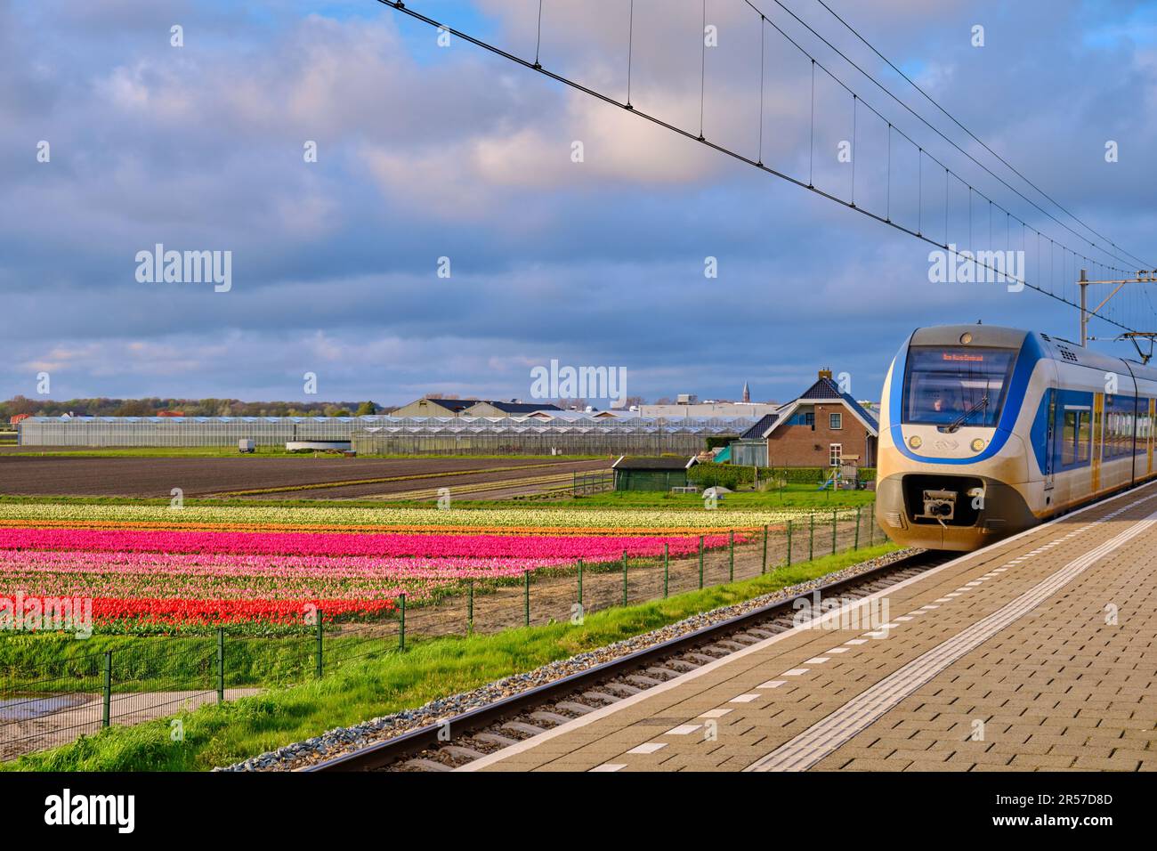 Endless rows of tulips in the Dutch bulb fields view from the train ...